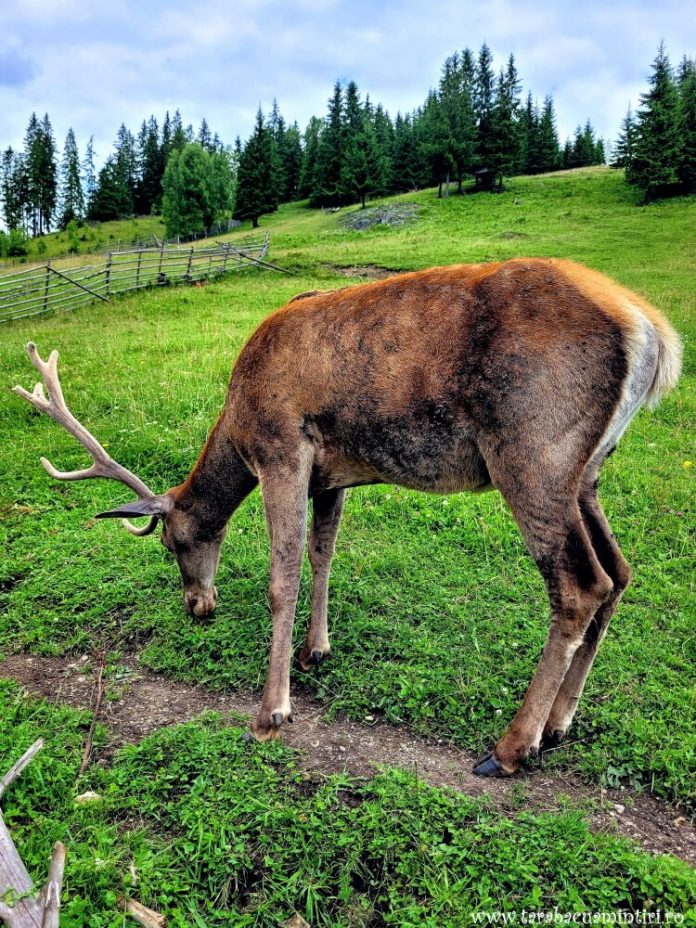 Pe-un picior de plai, la Crescătoria de cerbi de la Dârmoxa